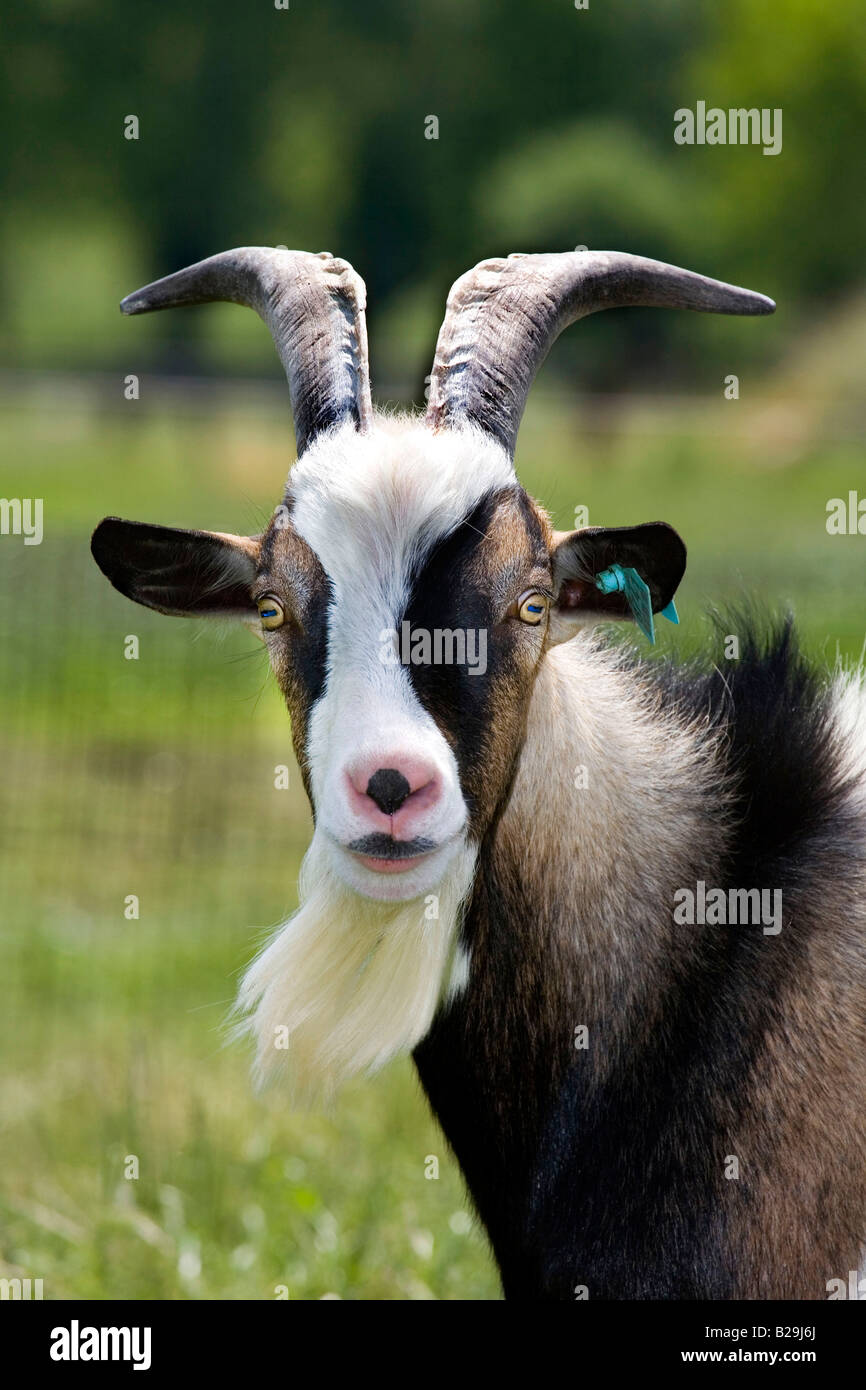 Flemish goat hi-res stock photography and images - Alamy