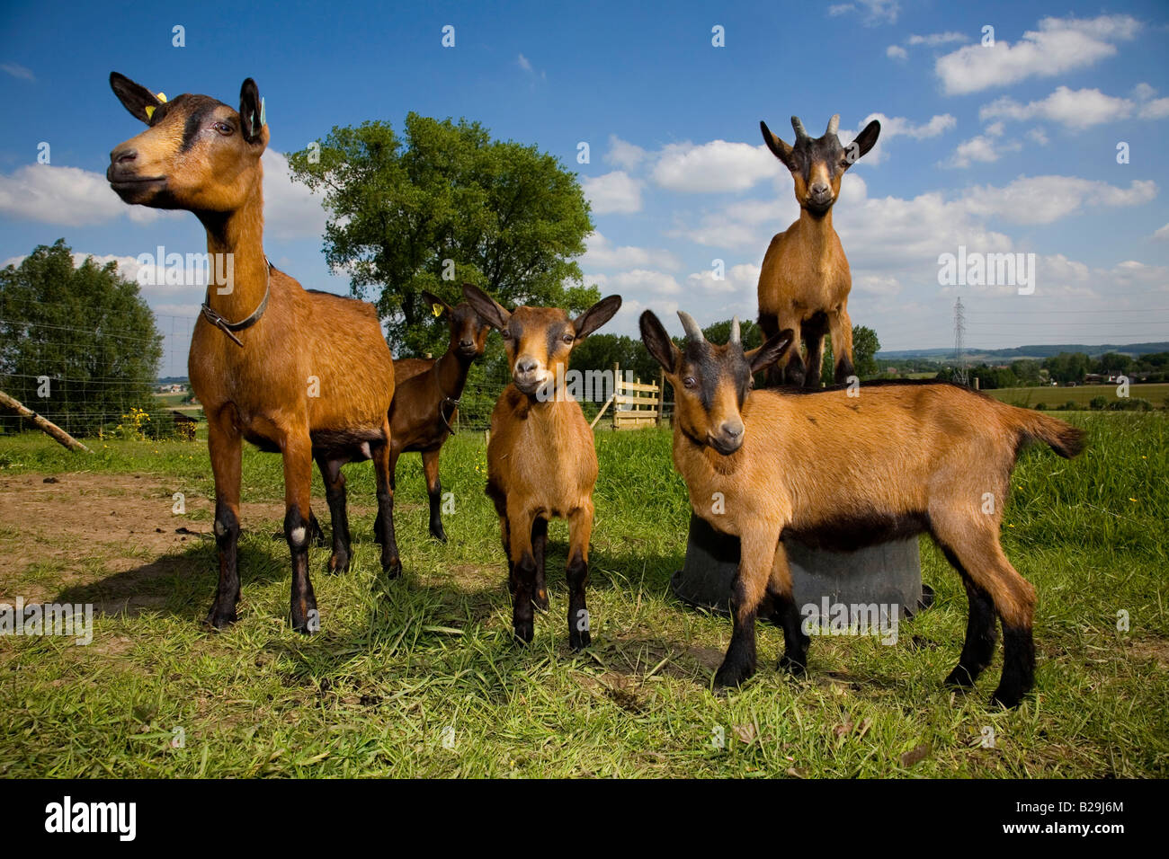 Belgian fawn domestic goat hi-res stock photography and images - Alamy