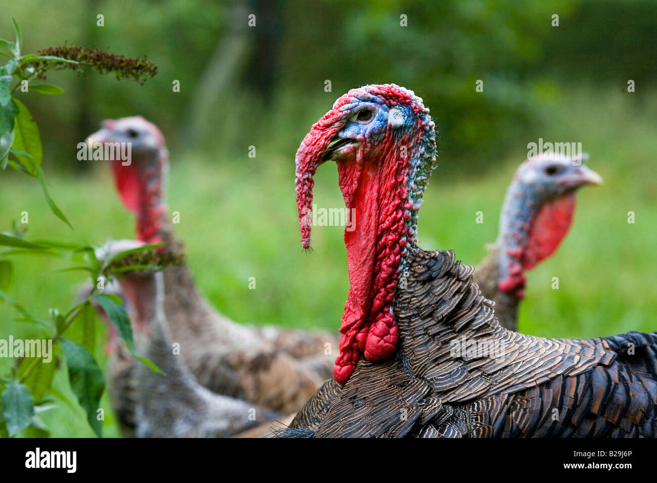 Turkey domestic animals hi-res stock photography and images - Alamy