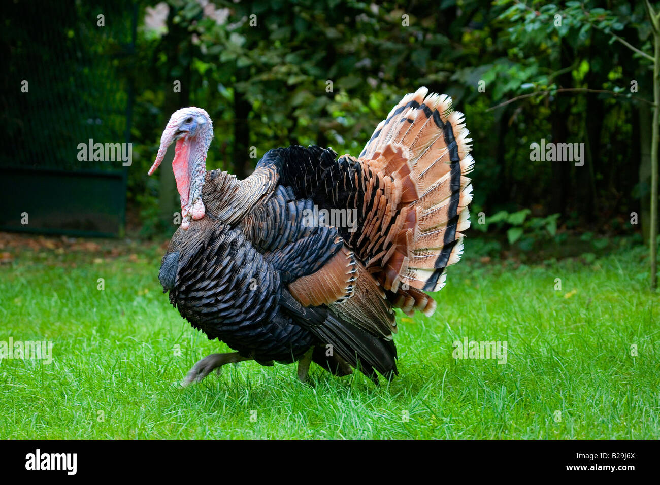 Domestic turkey free range hi-res stock photography and images - Alamy