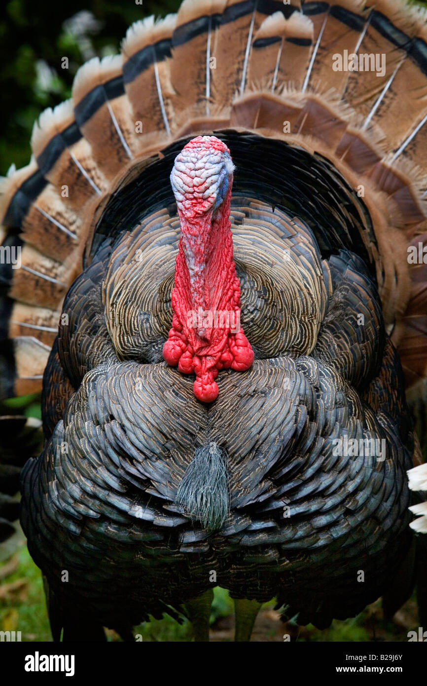 Bird from turkey hi-res stock photography and images - Alamy