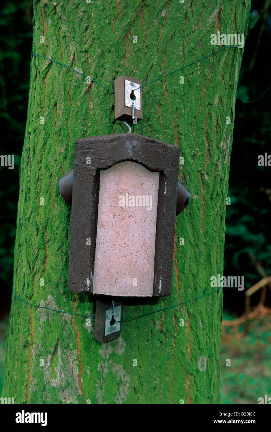Treecreeper nest box hi-res stock photography and images - Alamy