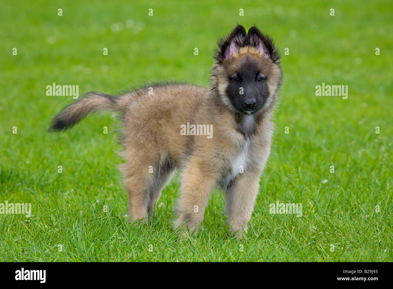 Belgian Shepherd / Tervueren Stock Photo - Alamy