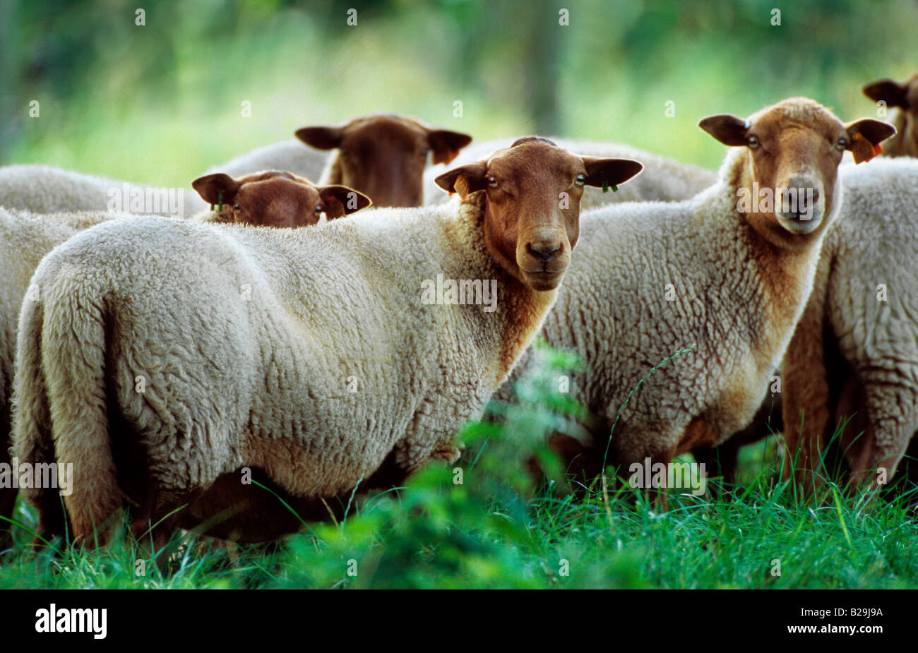 Voskop hi-res stock photography and images - Alamy