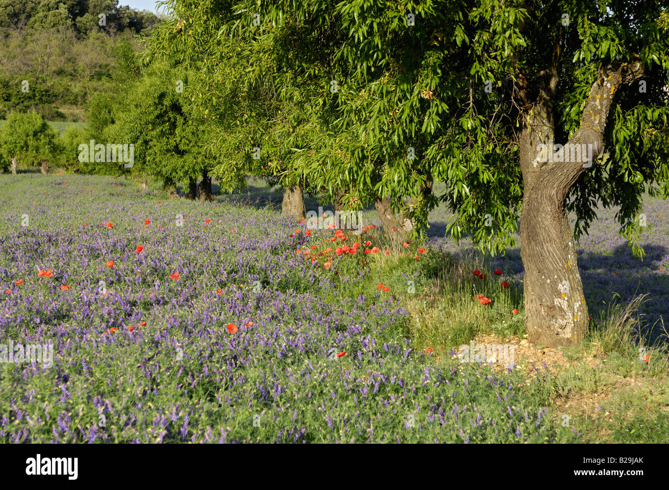 Common almond tree hi-res stock photography and images - Alamy
