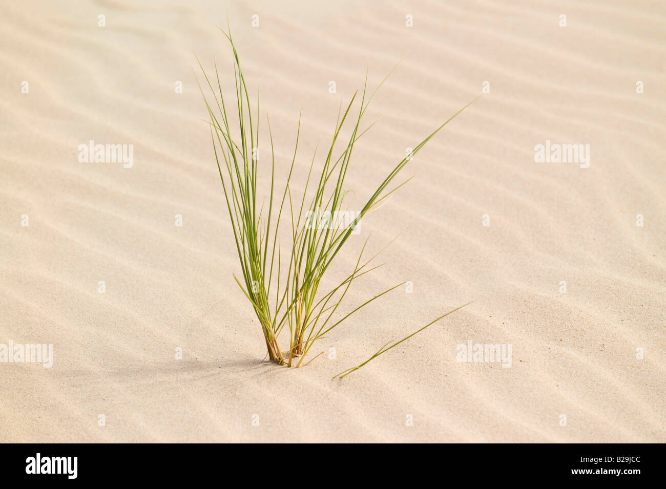 Sand Couch Grass Stock Photo - Alamy
