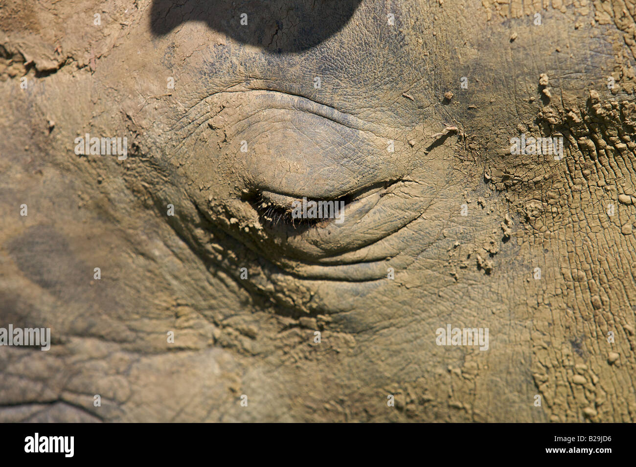 Close up of a Rhinoceros's eye Stock Photo - Alamy