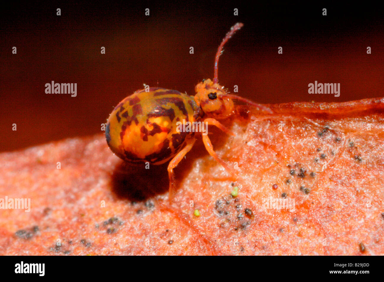 Springtail insect hi-res stock photography and images - Alamy