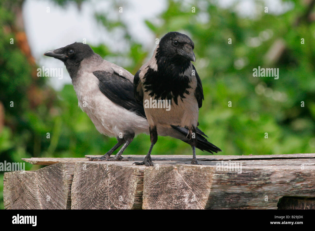 Two hooded crows hi-res stock photography and images - Alamy