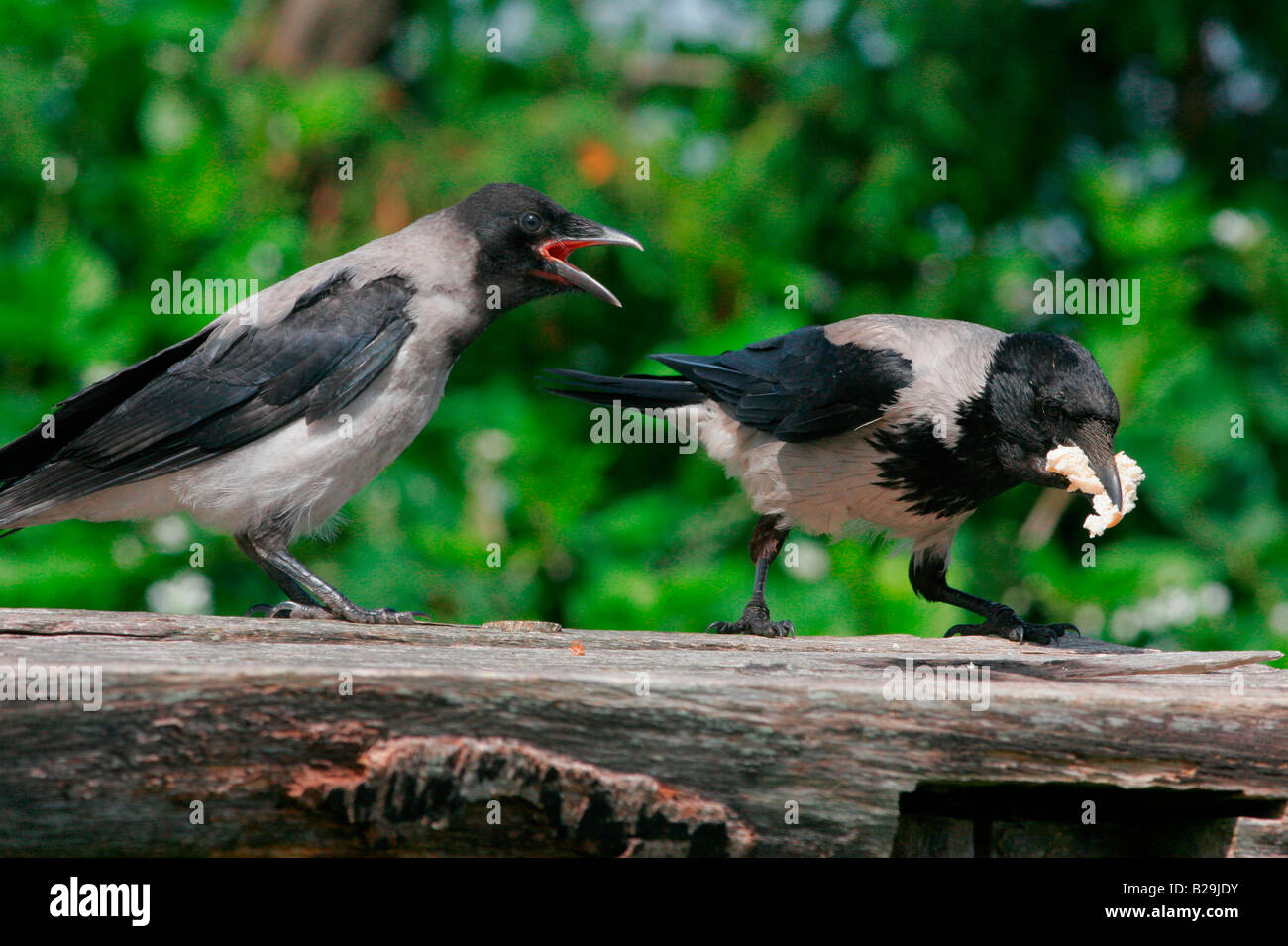 Hooded crows eating hi-res stock photography and images - Alamy