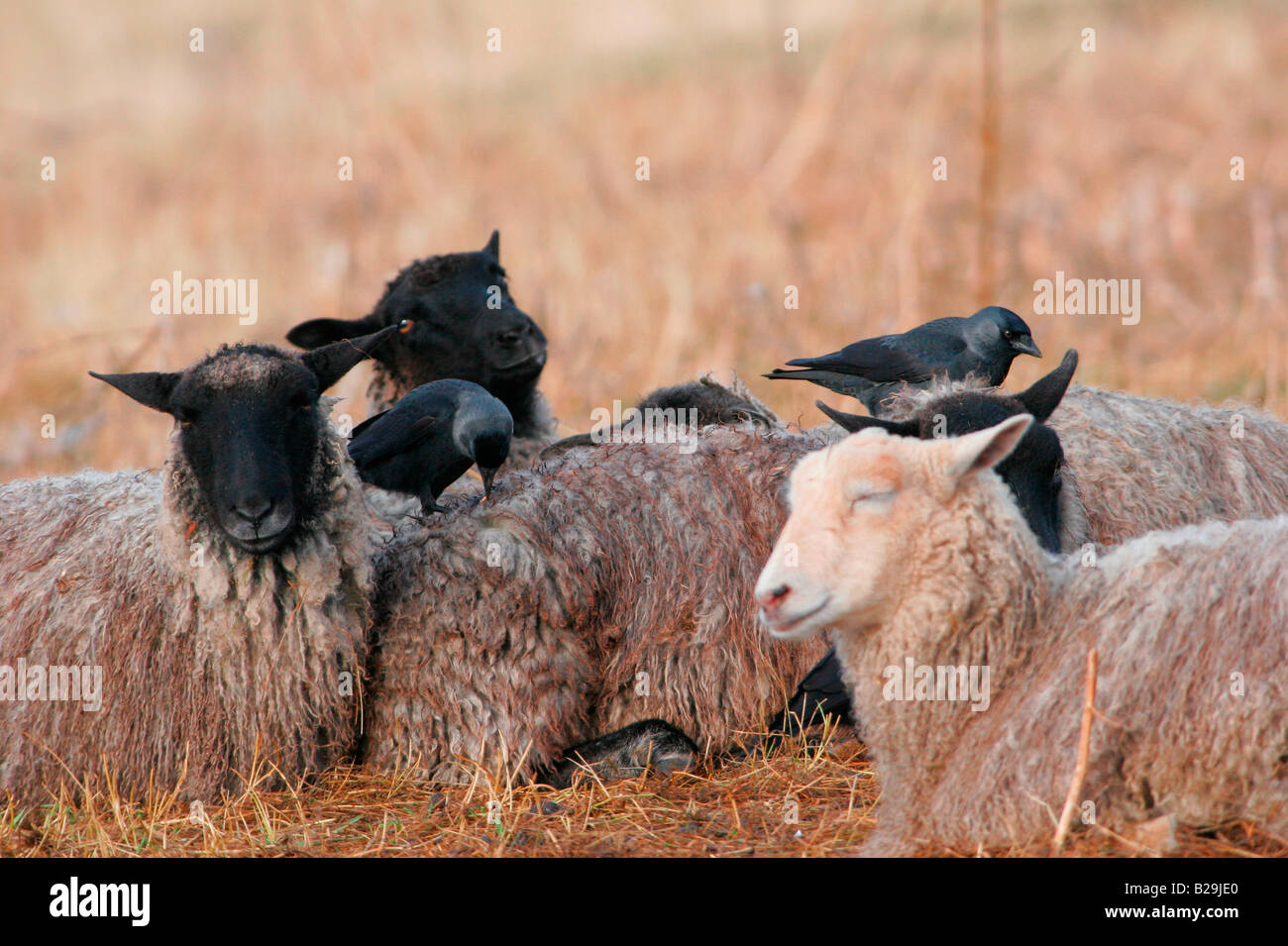 Jackdaw / Domestic Sheep Stock Photo - Alamy