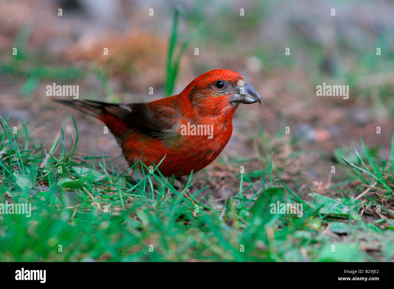 Red Crossbill / Common Crossbill Stock Photo - Alamy