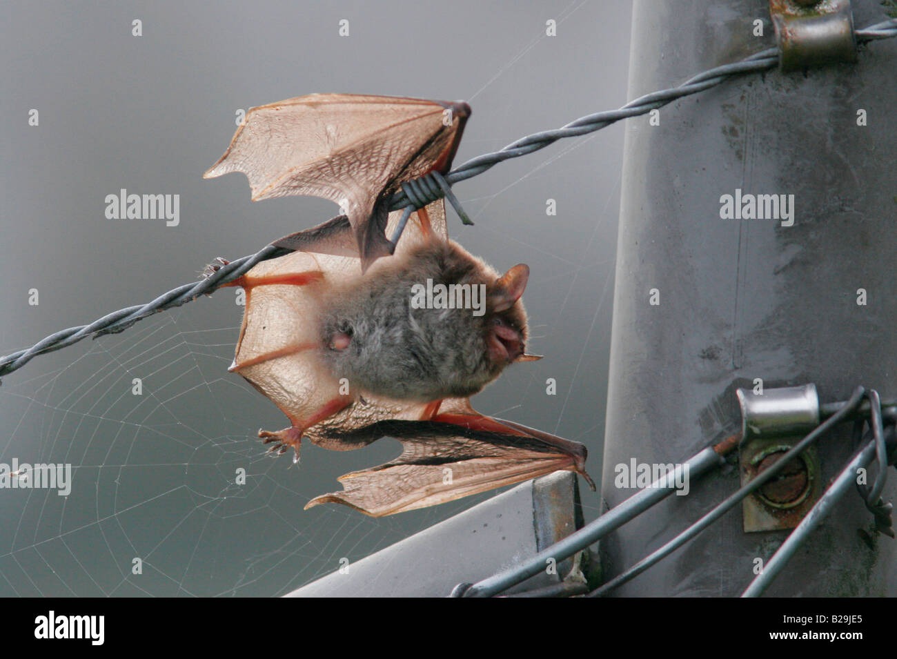Dead bat hi-res stock photography and images - Alamy