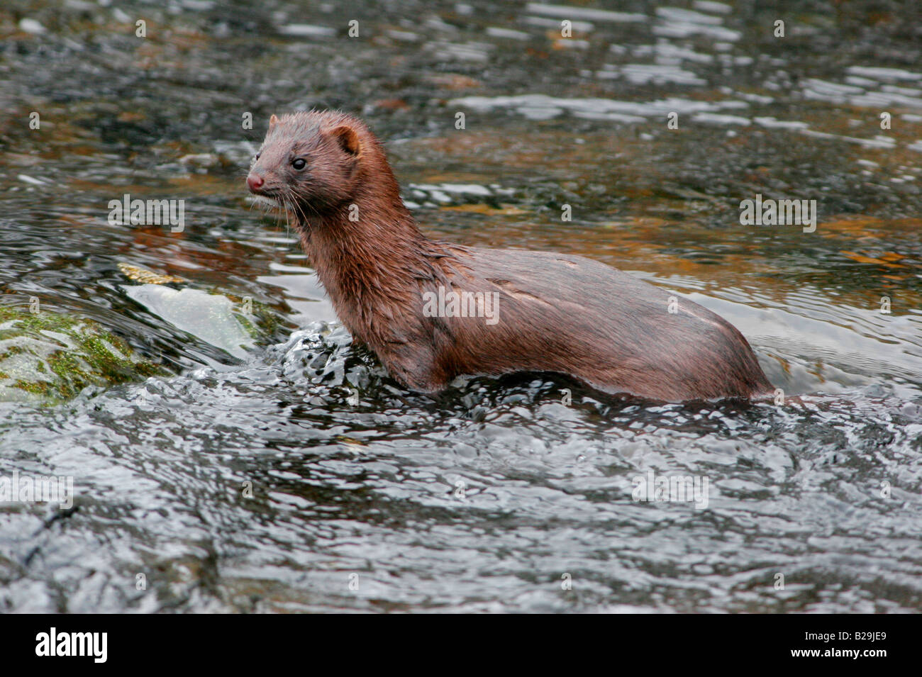 American Mink Stock Photos & American Mink Stock Images - Alamy