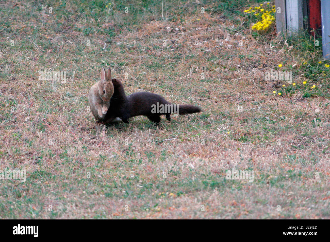 American mink hi-res stock photography and images - Alamy
