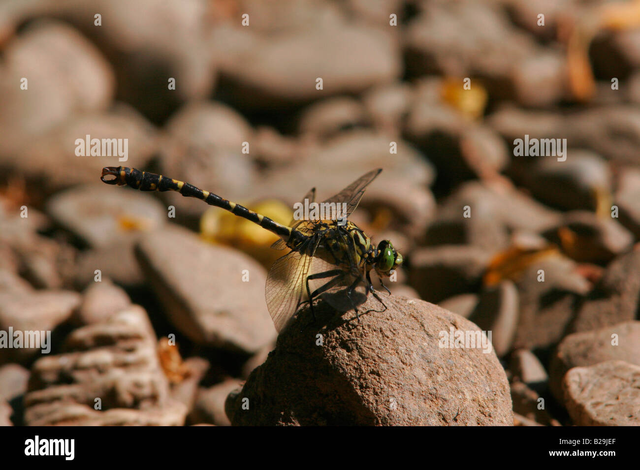 Small pincertail dragonfly hi-res stock photography and images - Alamy