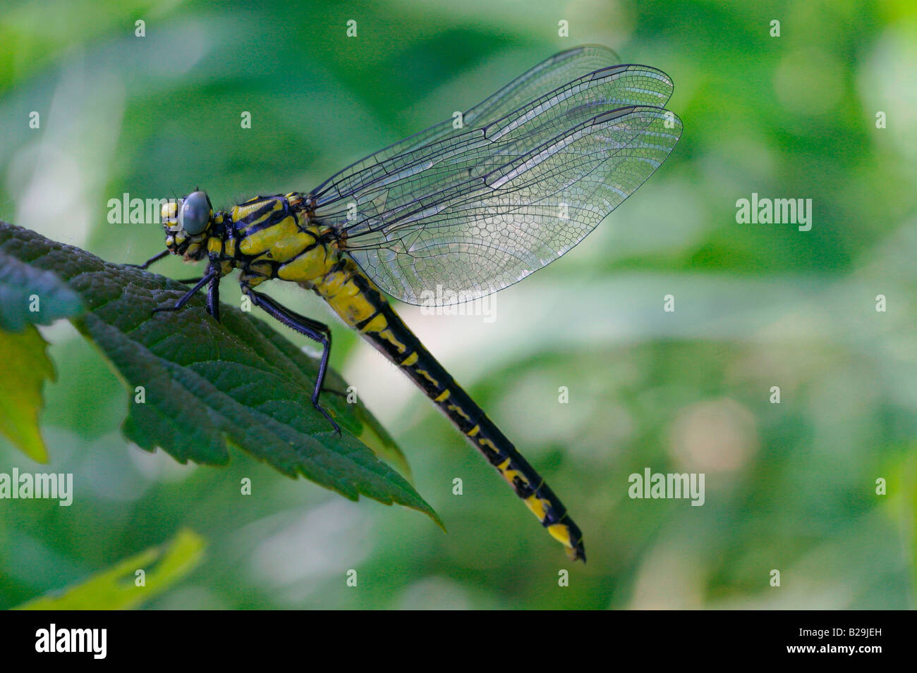 Club tailed dragonfly hi-res stock photography and images - Alamy