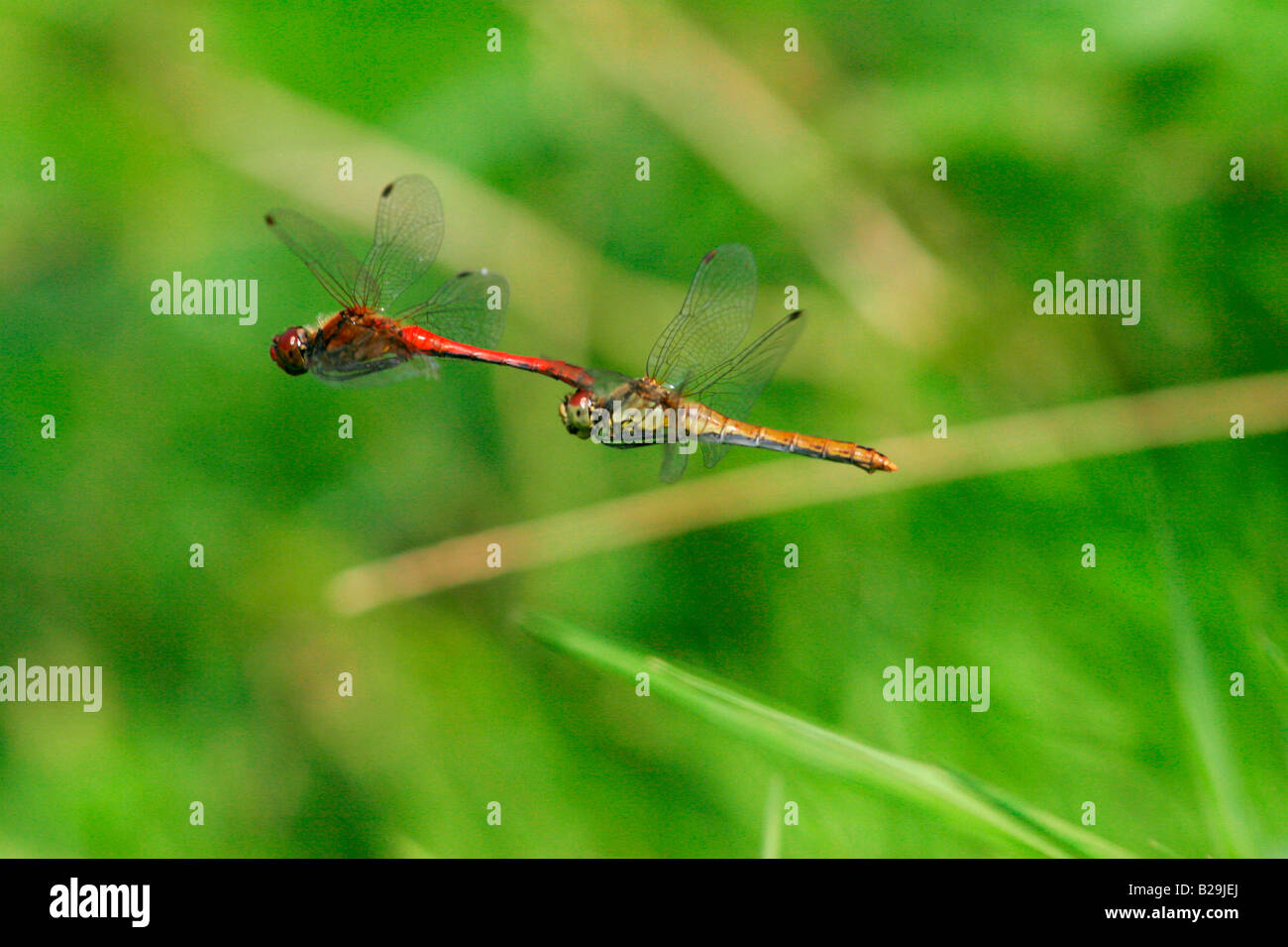 Ruddy hi-res stock photography and images - Alamy