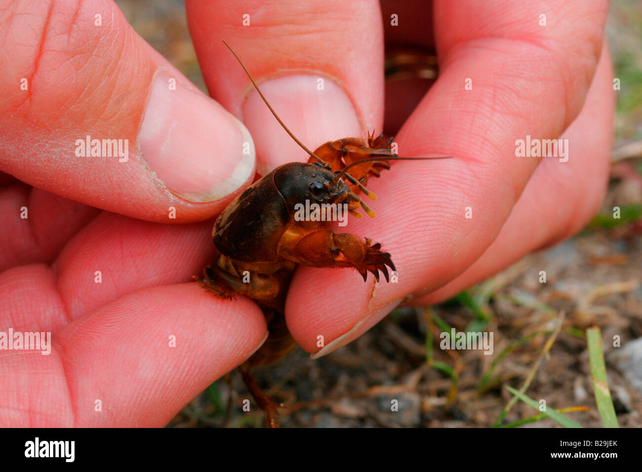 Mole cricket hi-res stock photography and images - Alamy