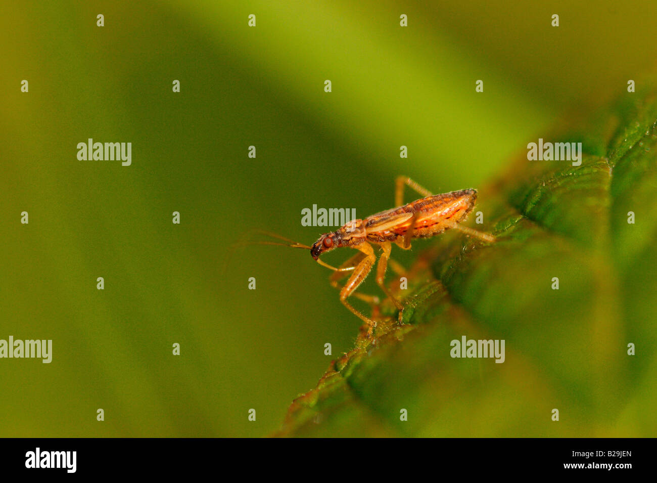Damsel bug hi-res stock photography and images - Alamy