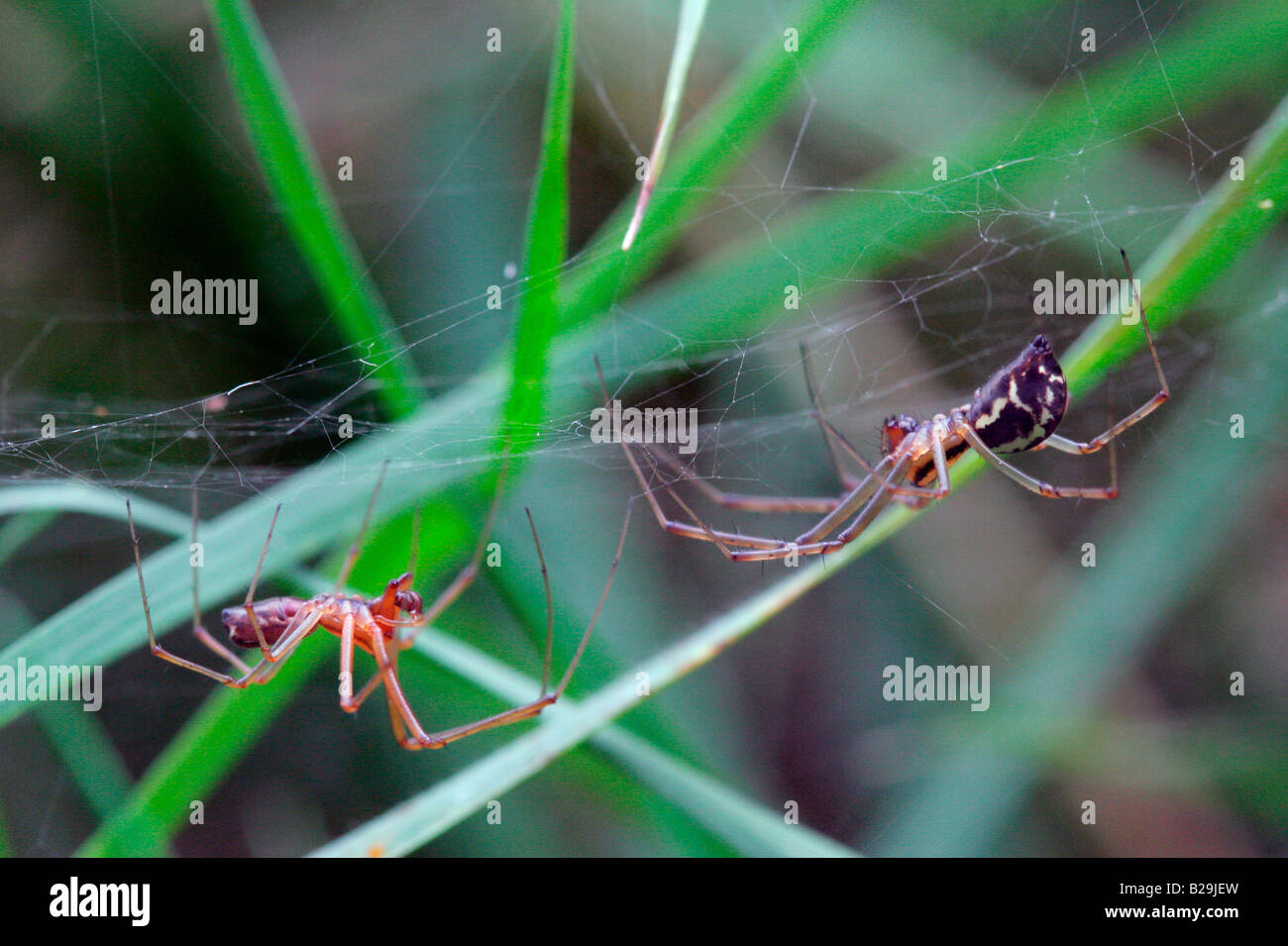 Sheet web spider hi-res stock photography and images - Alamy