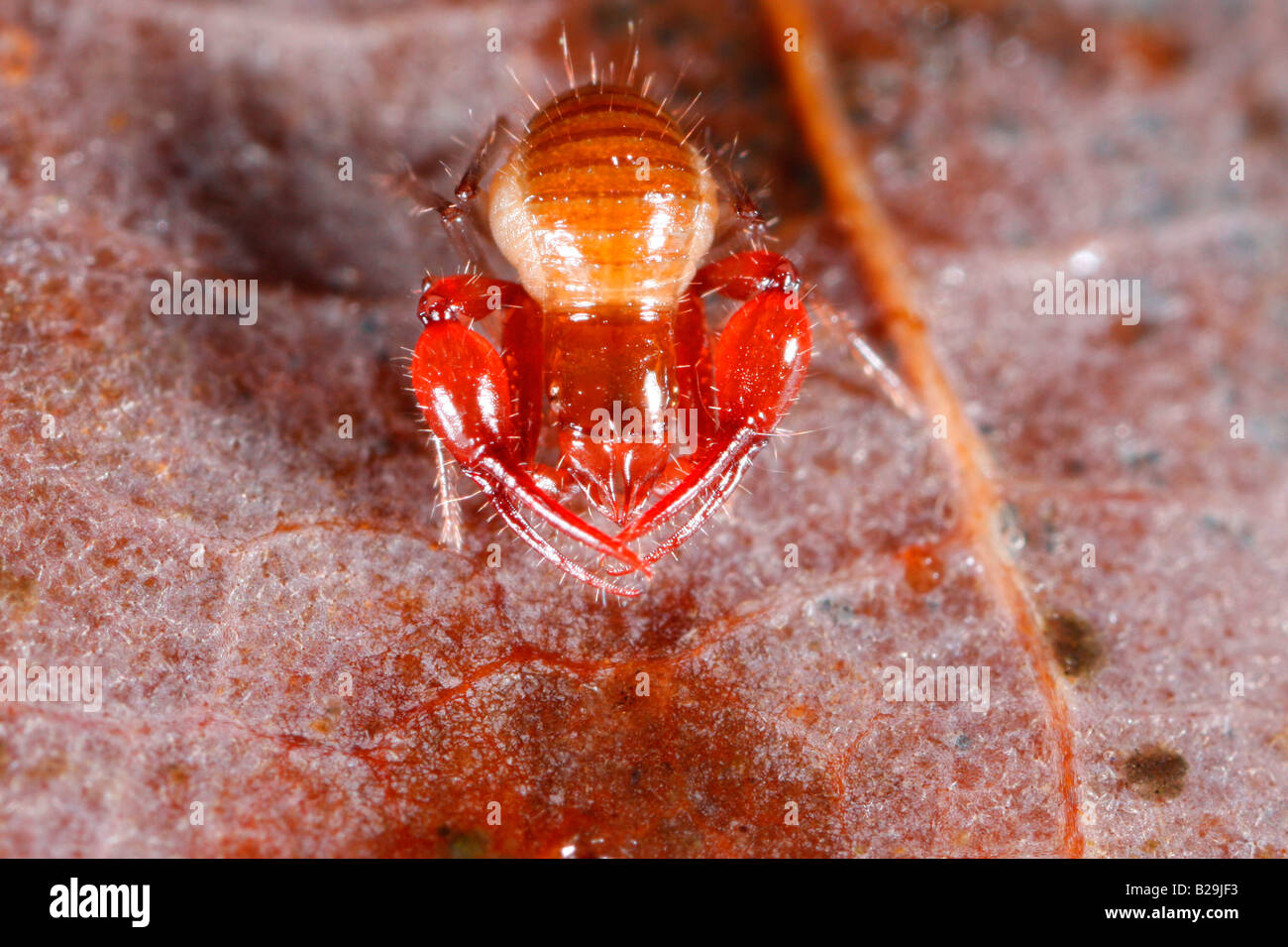 Pseudoscorpion hi-res stock photography and images - Alamy