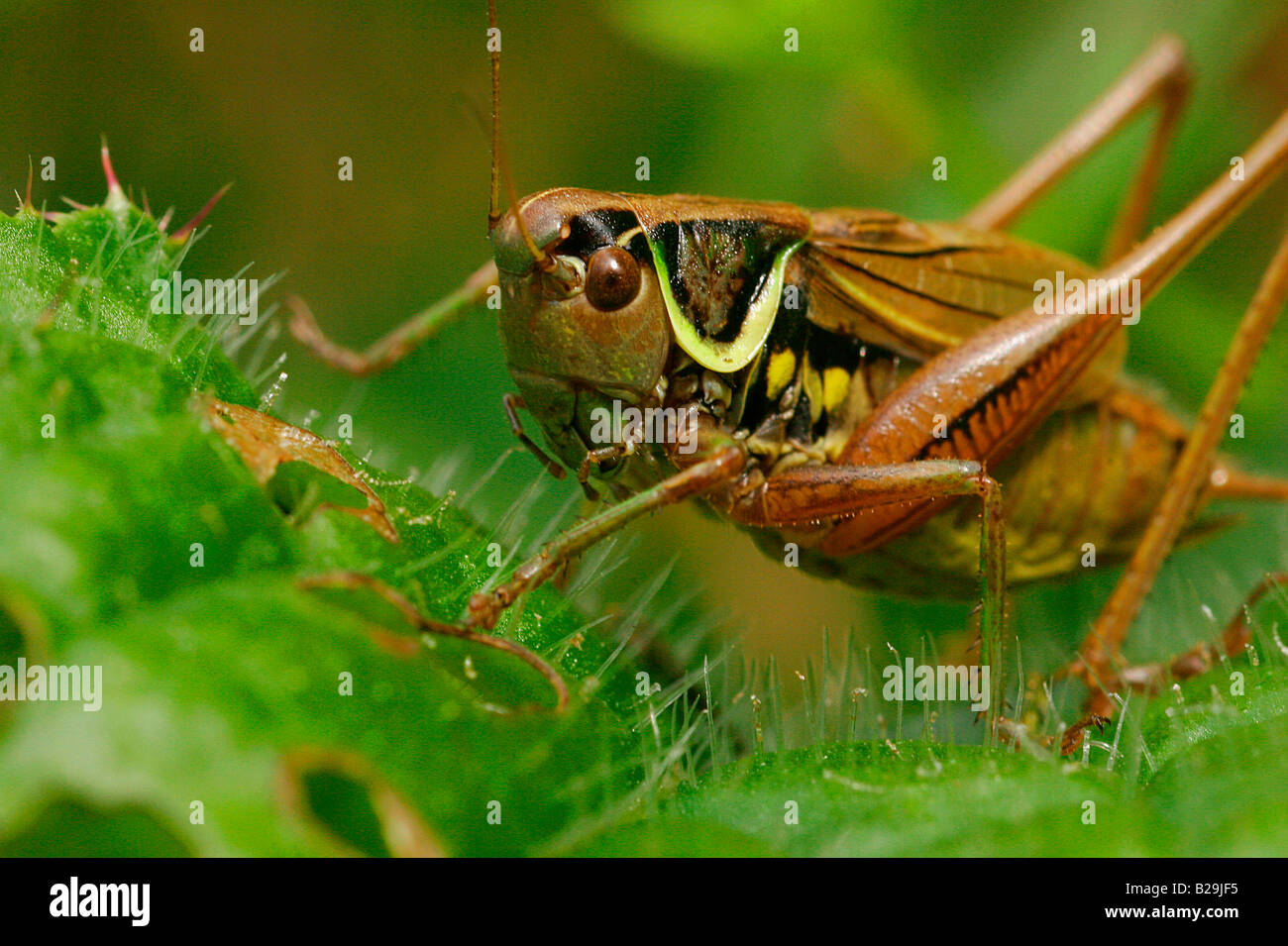 Roesels bush cricket metrioptera roeselii adult hi-res stock ...