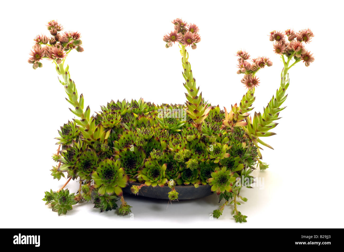 Sempervivum container hi-res stock photography and images - Alamy