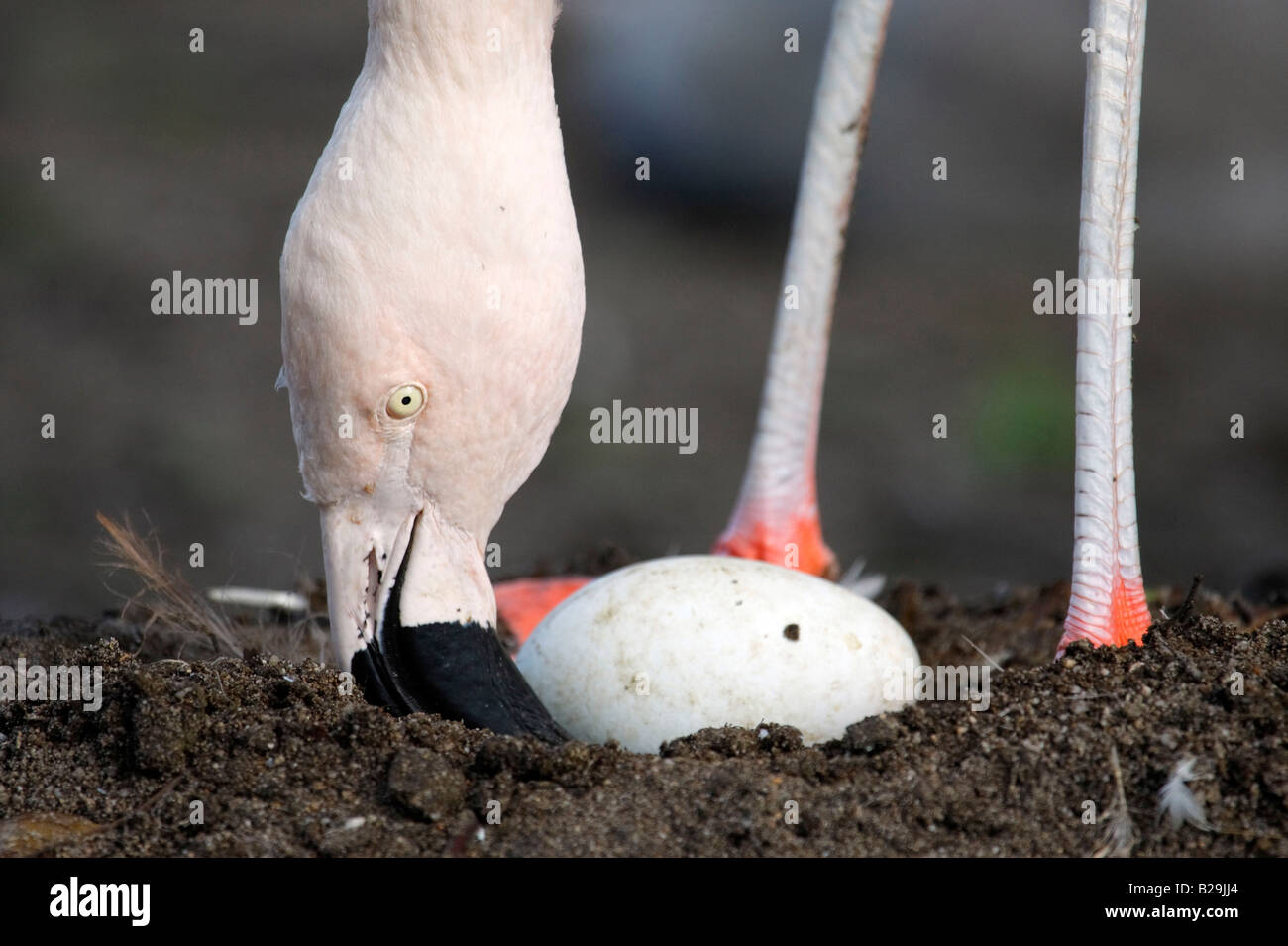 Flamingo egg hi-res stock photography and images - Alamy