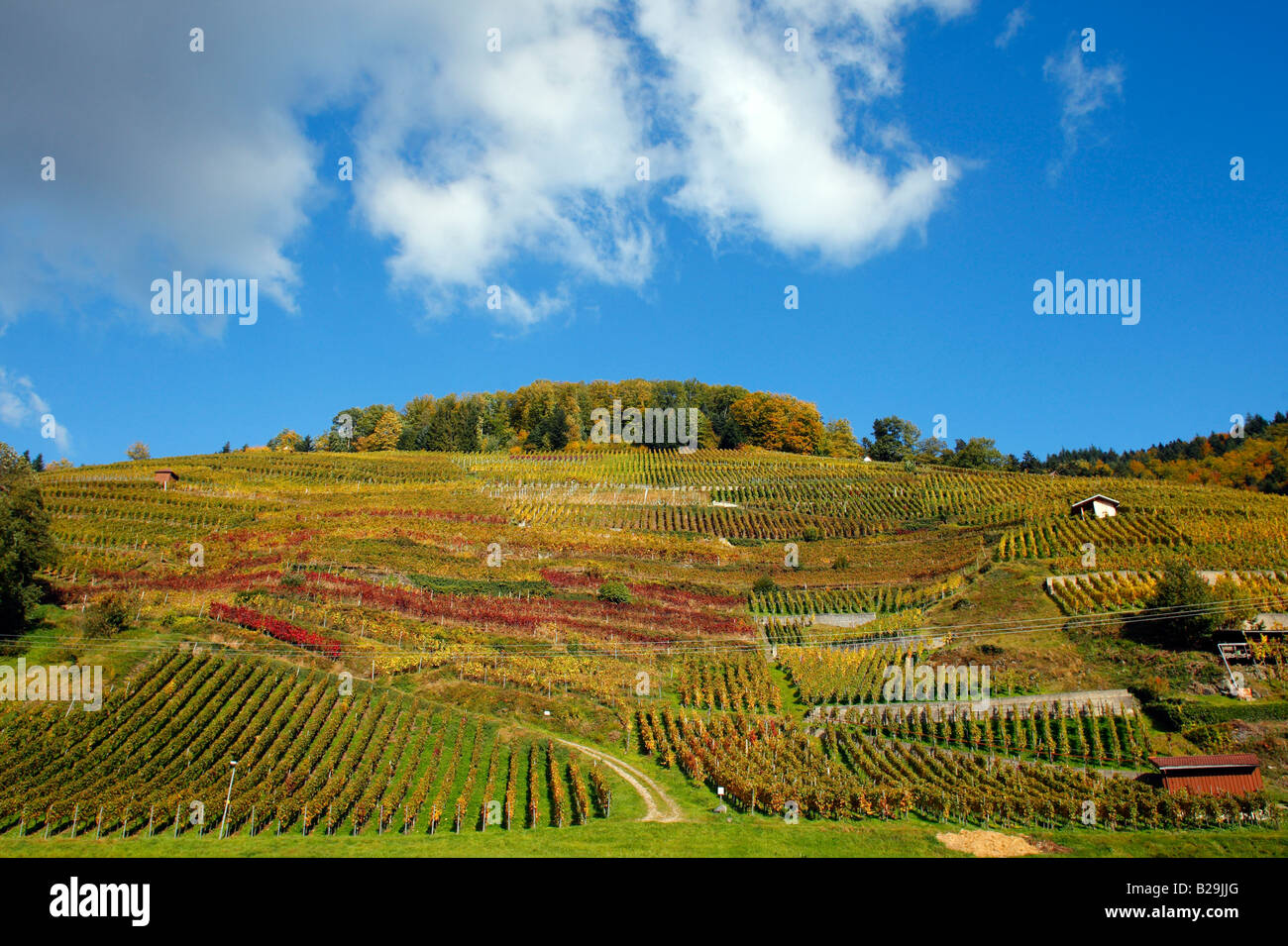 Vineyardglotter hi-res stock photography and images - Alamy