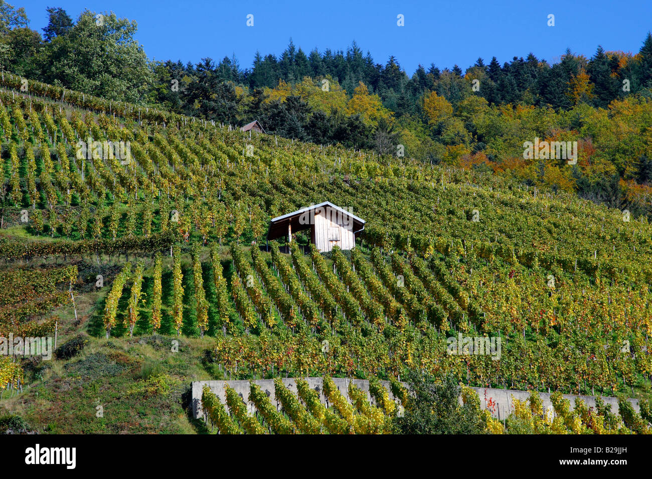 Vineyardglotter hi-res stock photography and images - Alamy