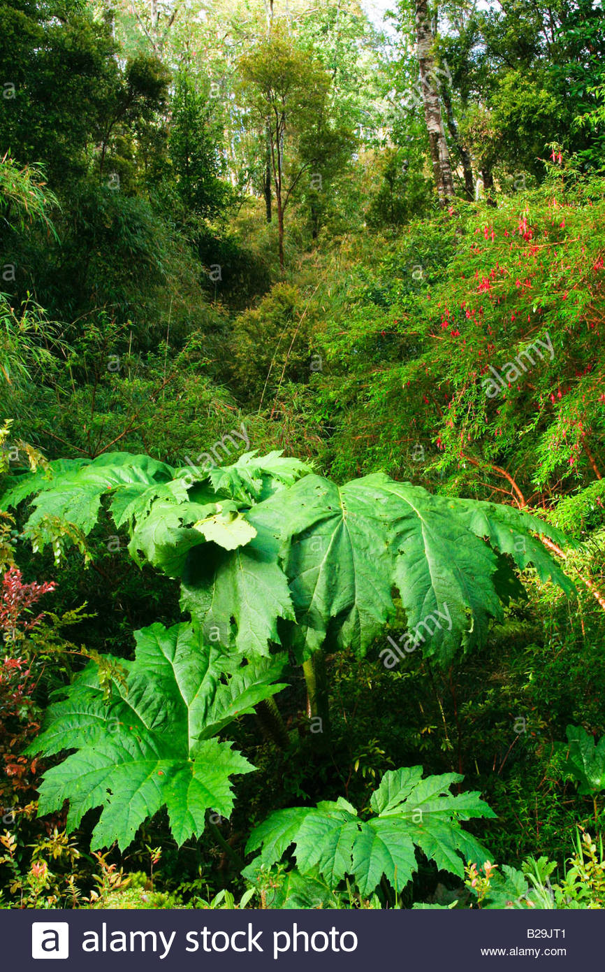 Nalca Stock Photos & Nalca Stock Images - Alamy