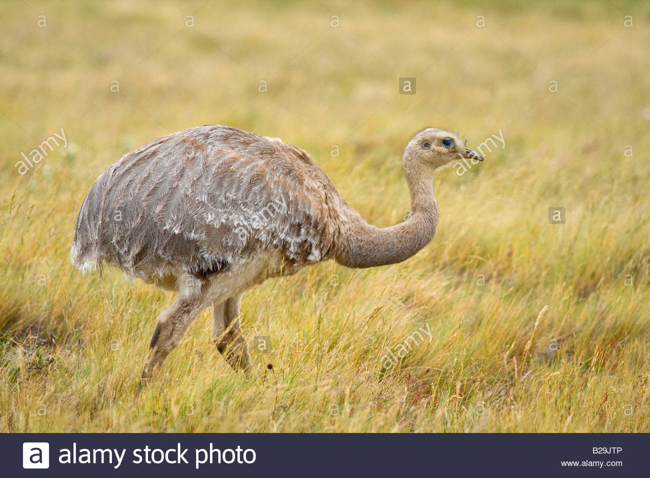 Lesser Rhea Chile Stock Photos & Lesser Rhea Chile Stock Images - Alamy