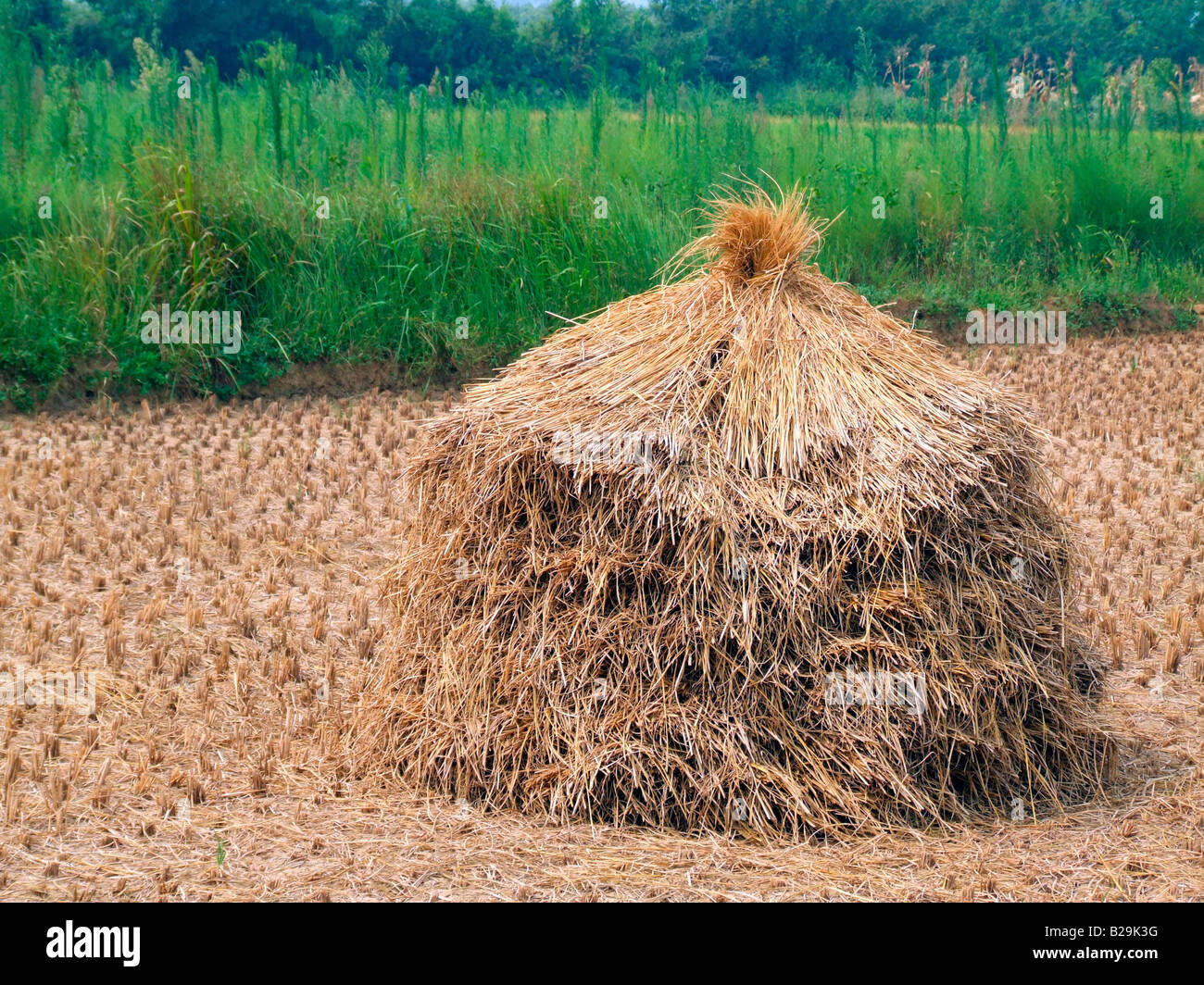 Pile of straw Stock Photo - Alamy