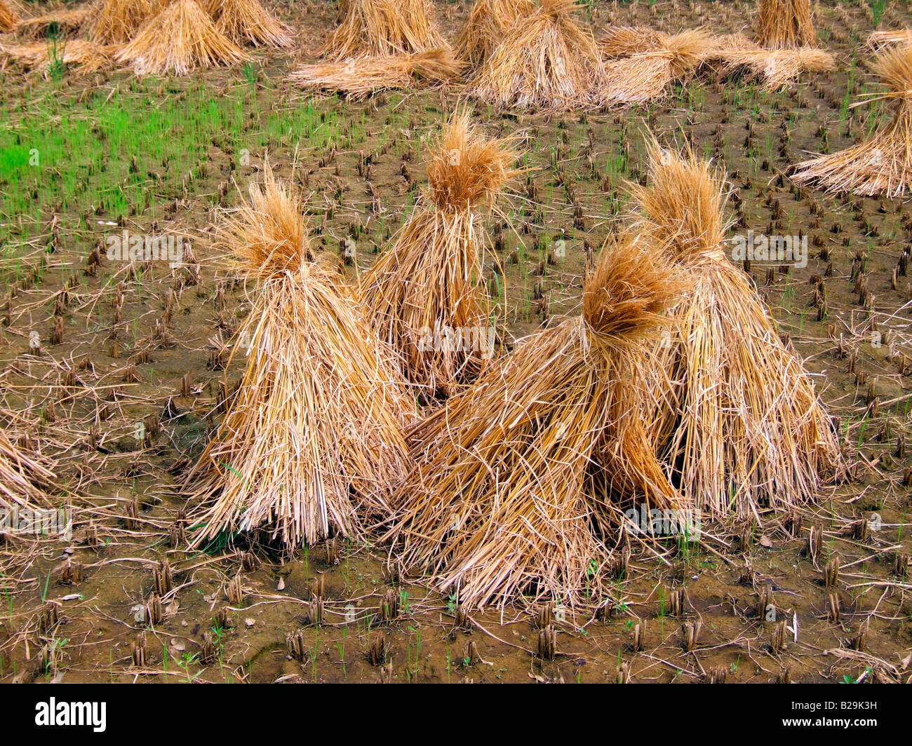 Bundled rice hi-res stock photography and images - Alamy