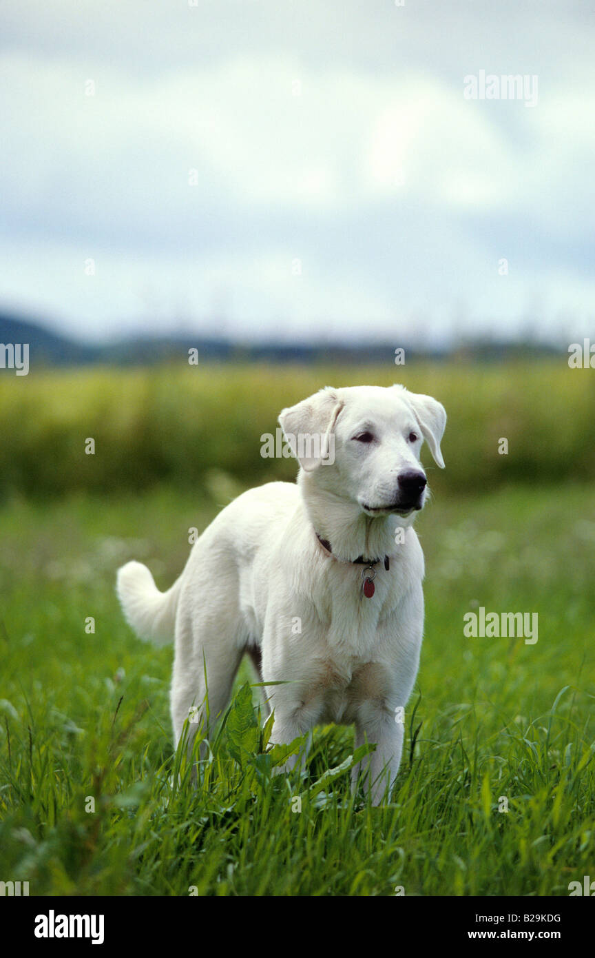 Akbas / Akbash Stock Photo - Alamy