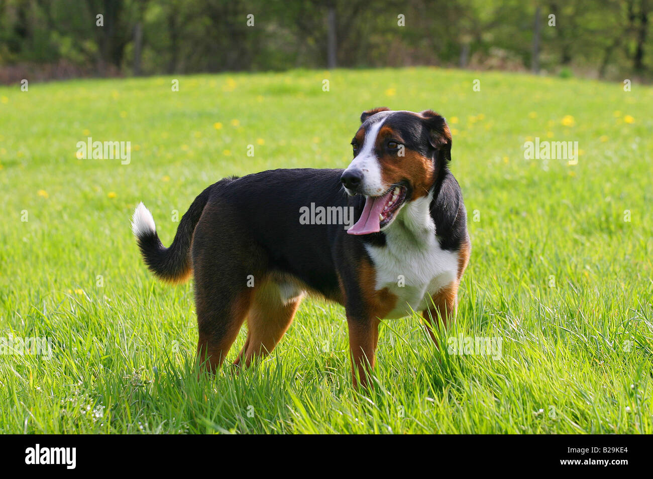 Appenzeller Mountain Dog Stock Photo - Alamy
