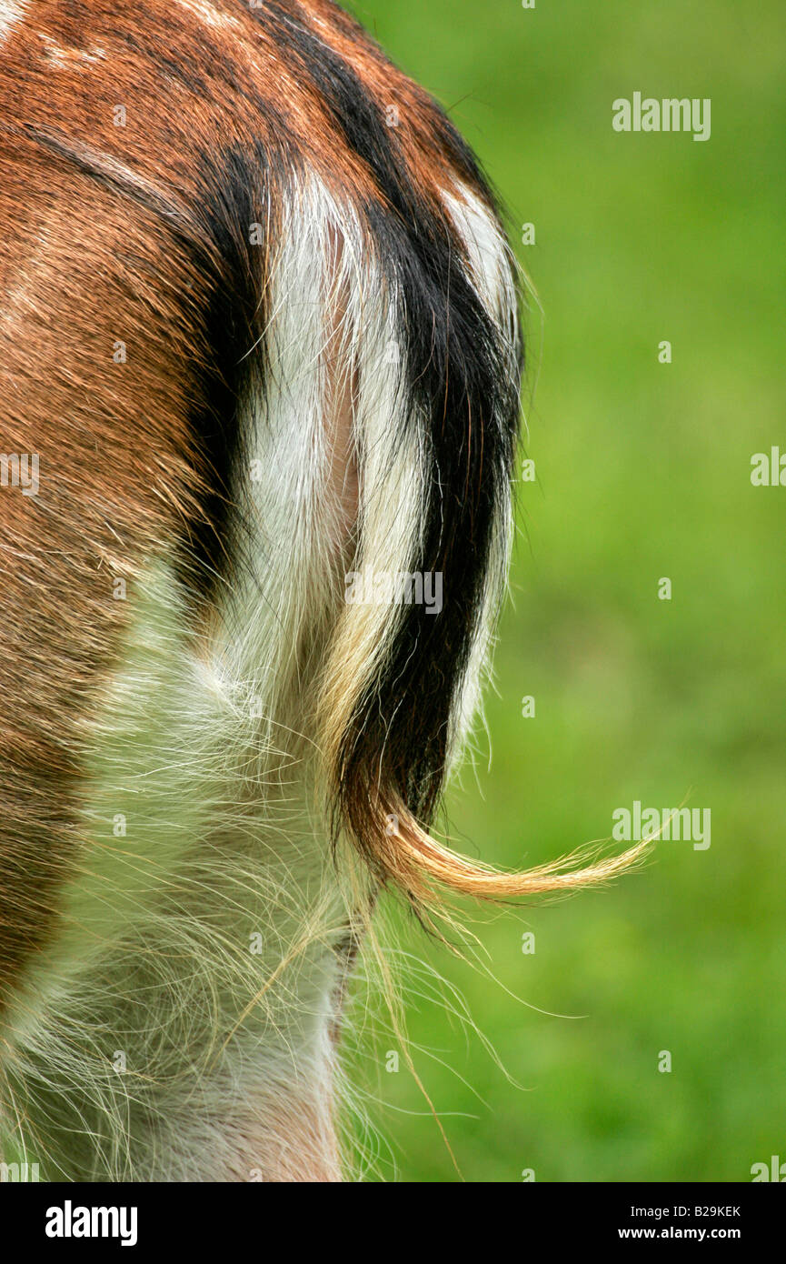 Fallow deer tail hi-res stock photography and images - Alamy