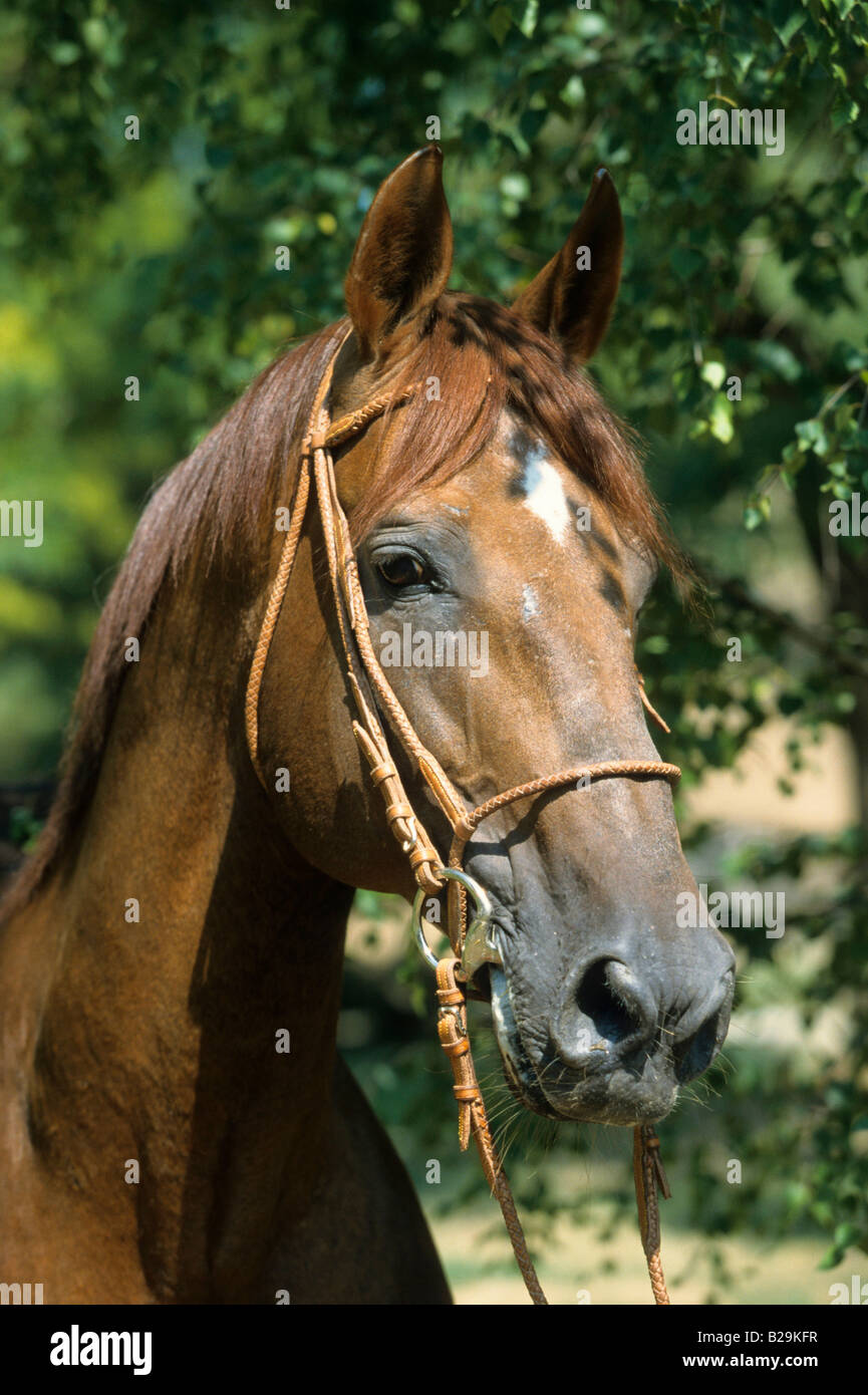 Gidran horse hi-res stock photography and images - Alamy