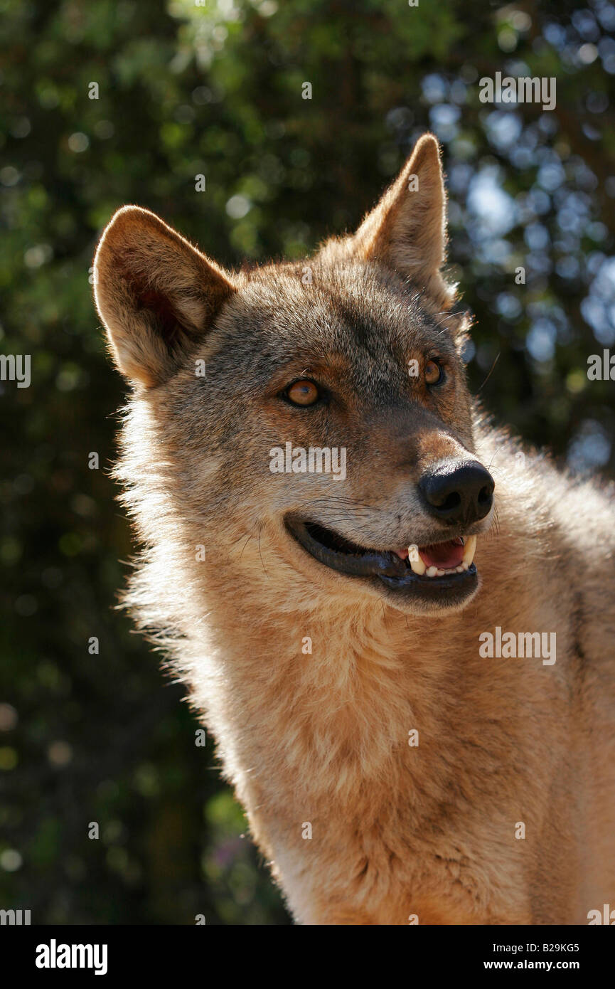 Iberian wolves hi-res stock photography and images - Alamy