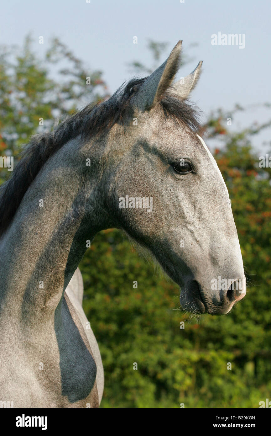 Kladrubber hi-res stock photography and images - Alamy