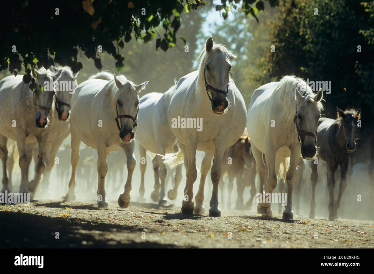 White kladruber hi-res stock photography and images - Alamy