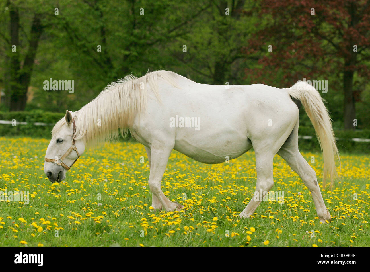 White kladruber hi-res stock photography and images - Alamy