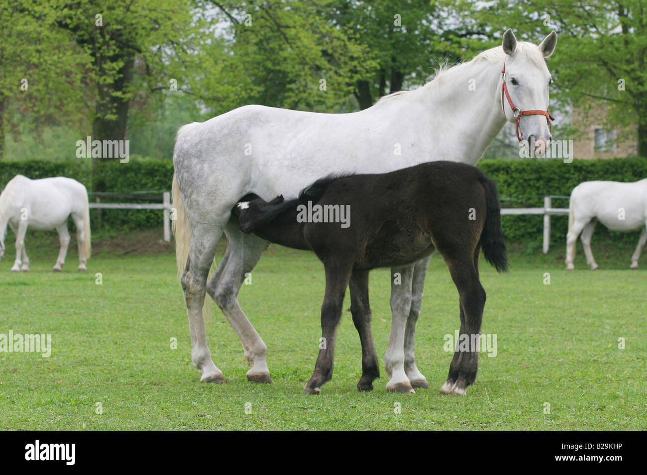 Kladruber hi-res stock photography and images - Alamy