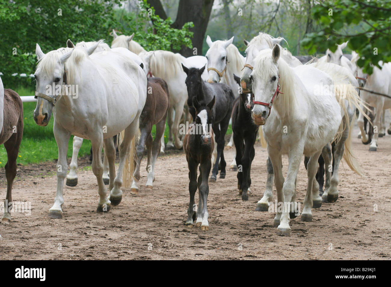 White kladruber hi-res stock photography and images - Alamy
