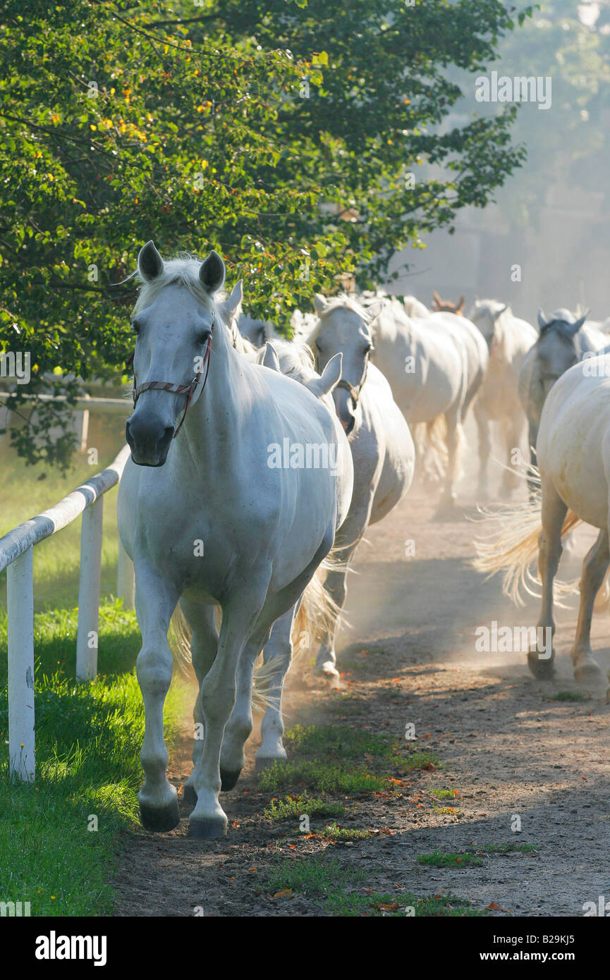 White kladruber hi-res stock photography and images - Alamy