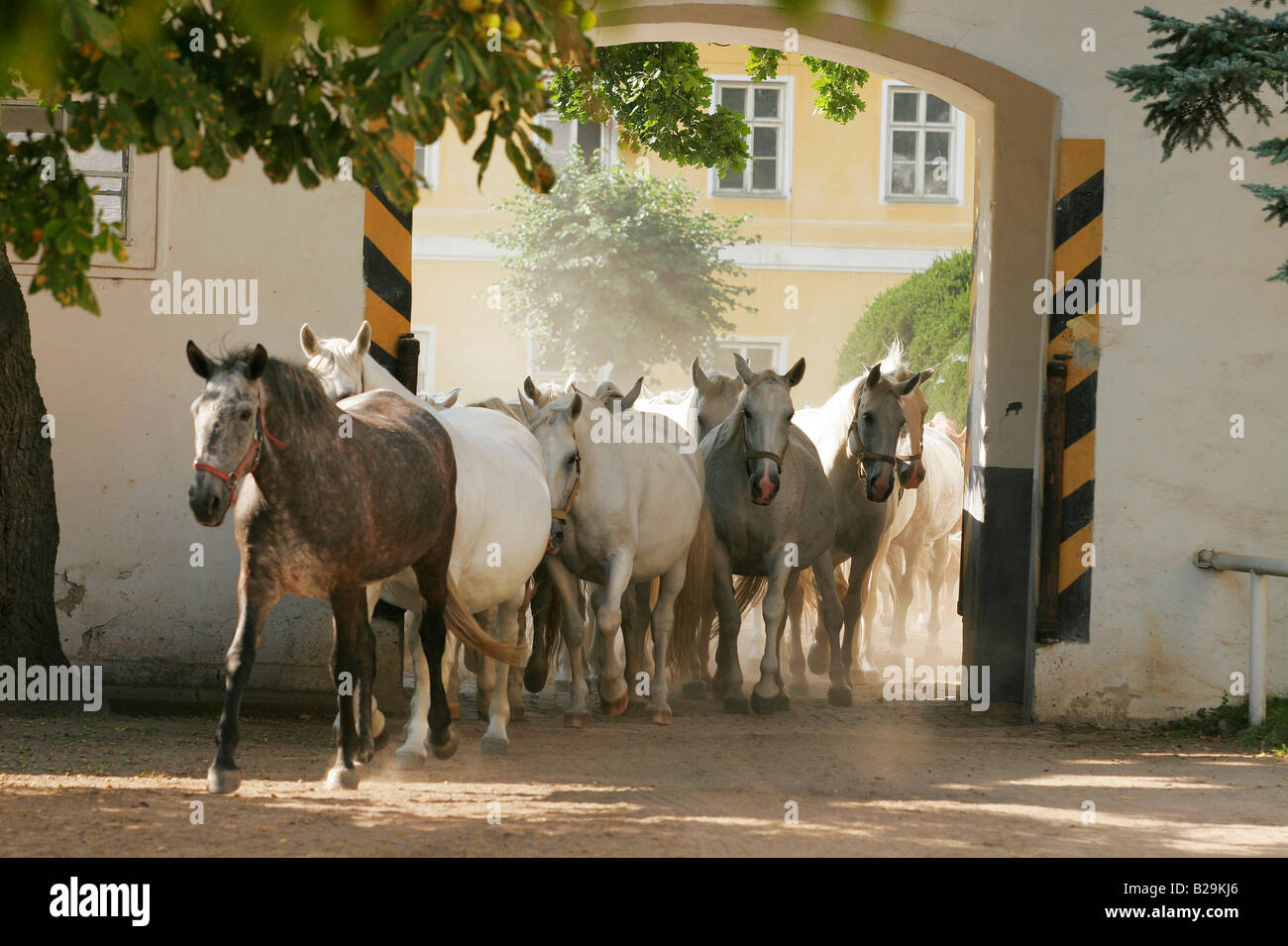 Kladruber hi-res stock photography and images - Alamy