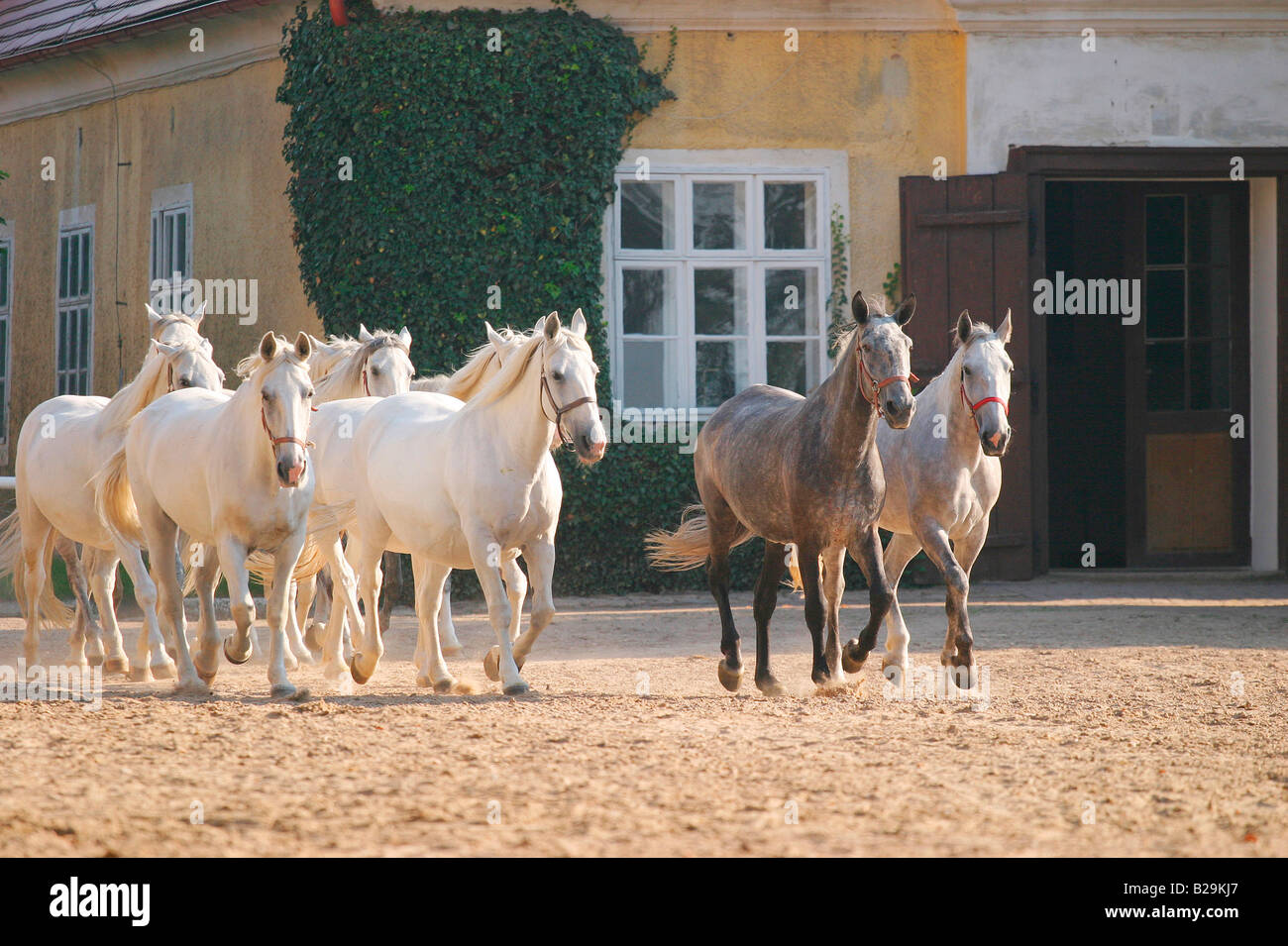 White kladruber hi-res stock photography and images - Alamy