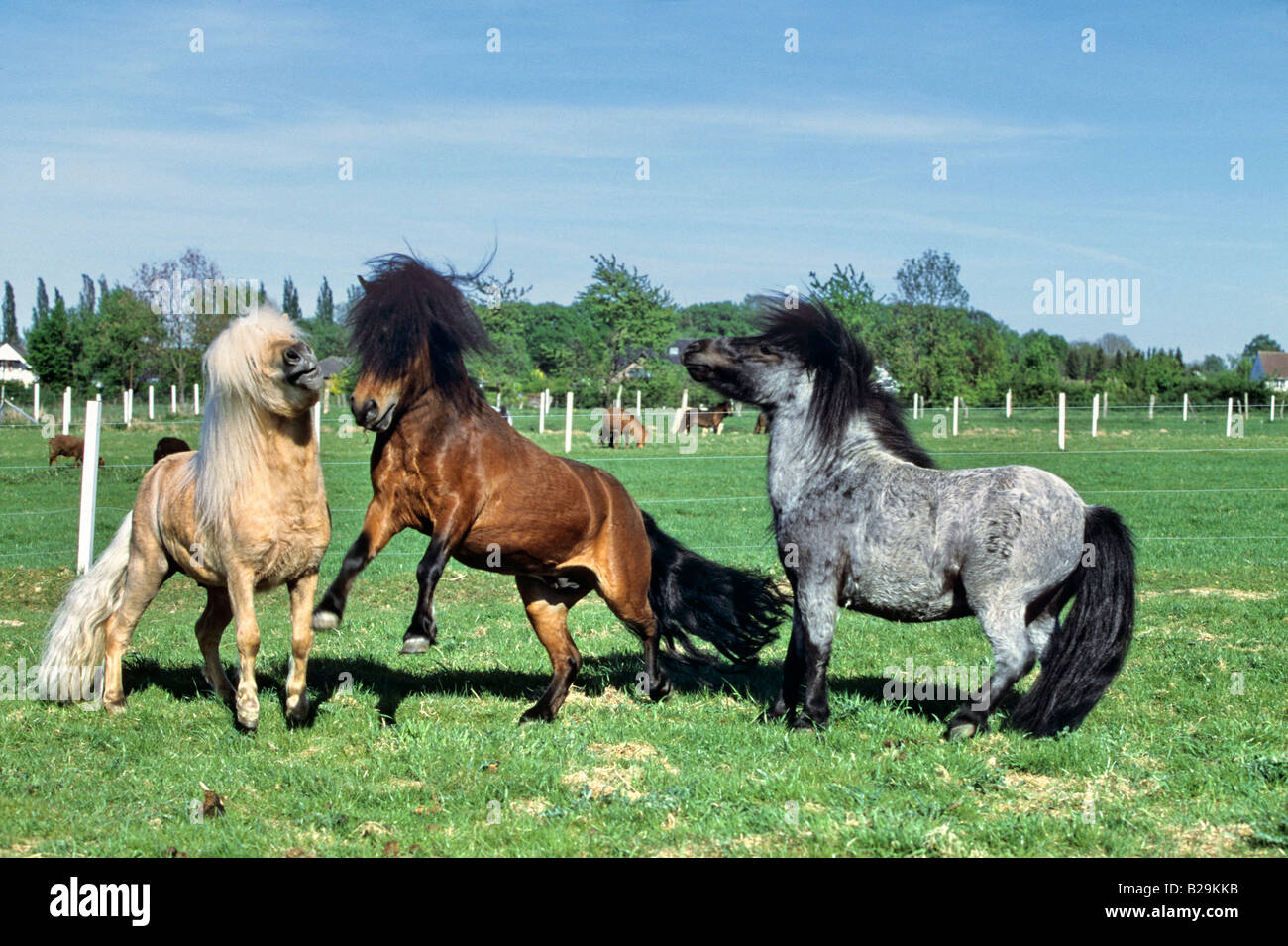 Mini Shetland Pony Stock Photo - Alamy
