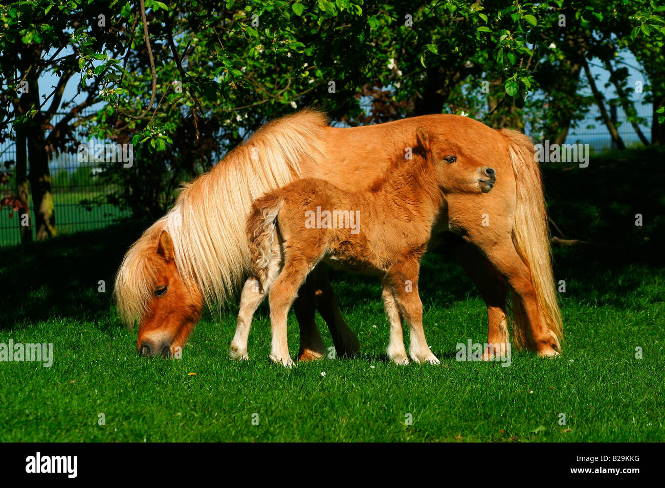 Mini Shetland Pony Stock Photo - Alamy